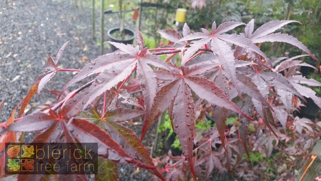 Acer palmatum atropurpureum - Purple Leaf Japanese Maple - Blerick Tree ...