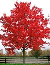 Lipstick Maple 'October Glory' at Blerick Tree Farm. Advanced Trees ...