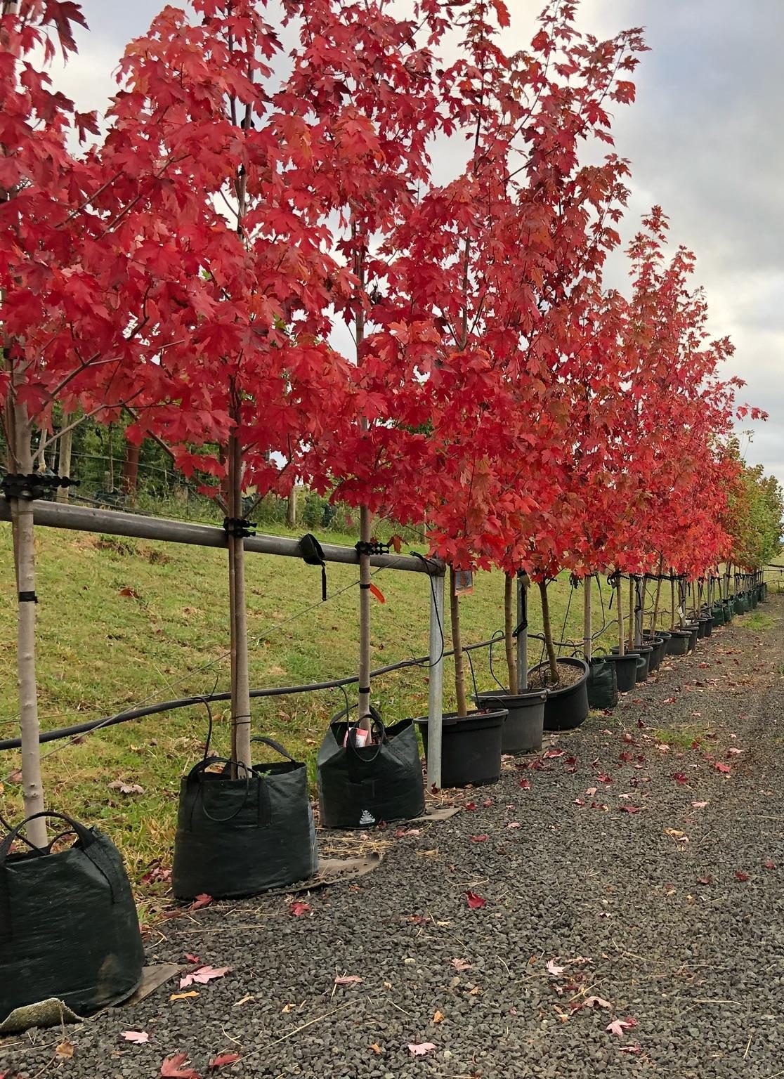 Autumn Blaze Lipstick Maples. Advanced sizes available at Blerick Tree Farm