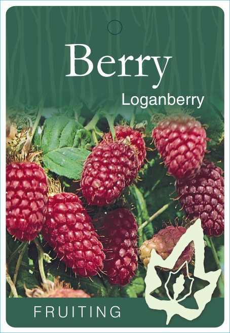 Berry - Loganberry Thornless - Blerick Tree Farm