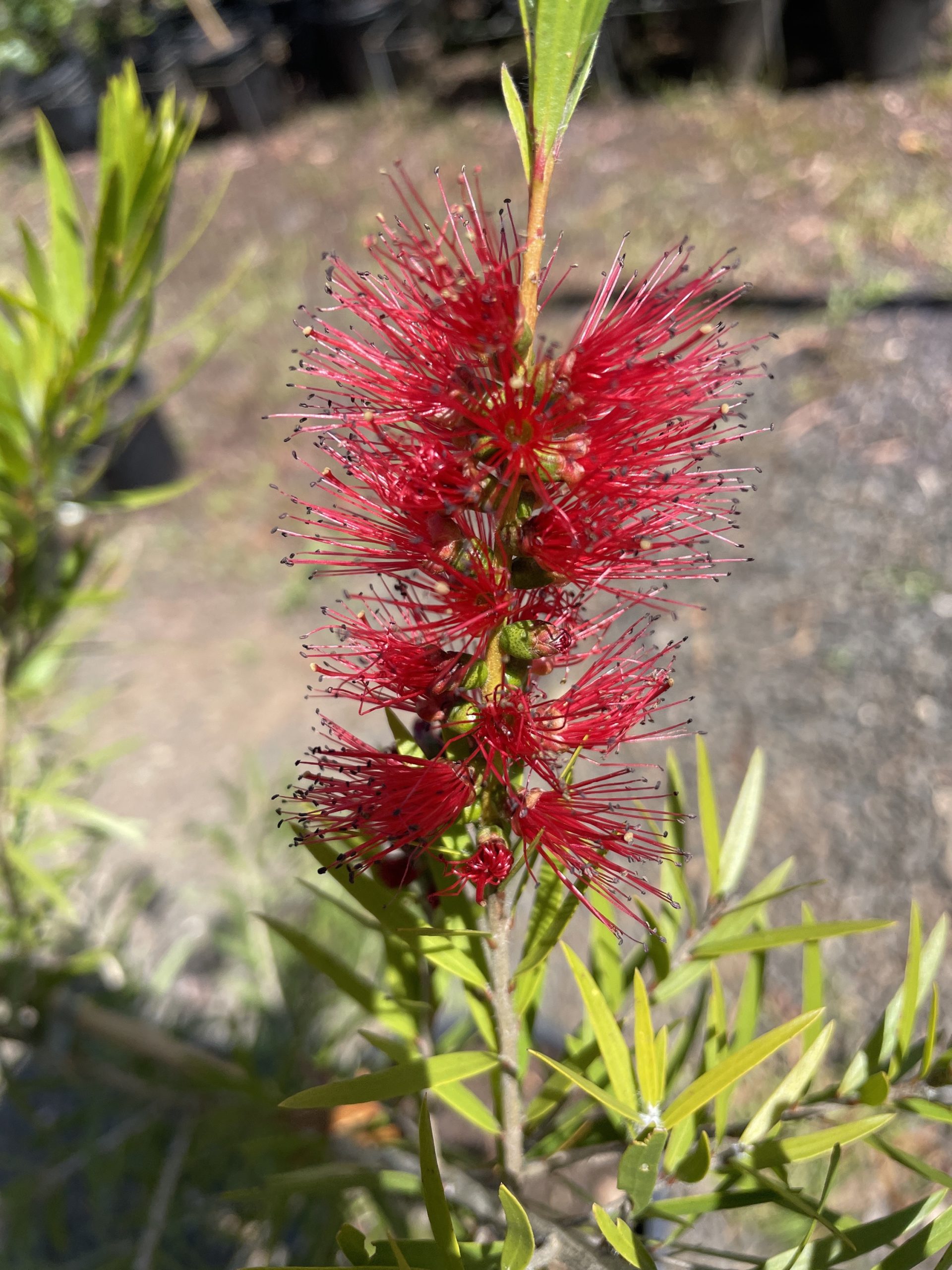 Callistemon viminalis 'Dawson River Weeper' - Blerick Tree Farm