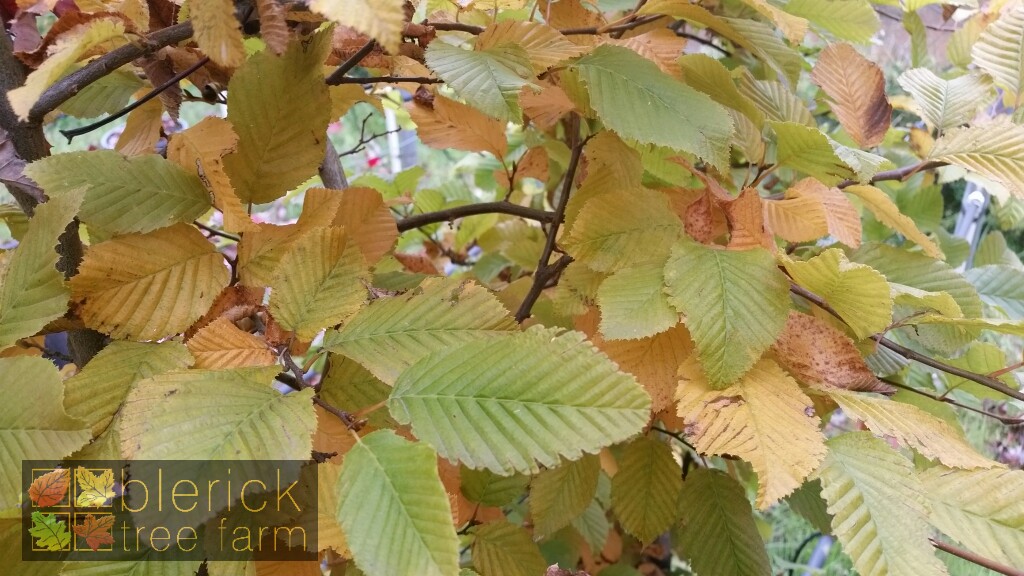 Carpinus betulus - Hornbeam - Blerick Tree Farm
