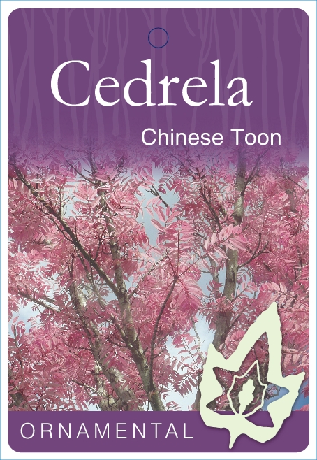 Chinese Toon Tree | Cedrella sinensis | Blerick Tree Farm