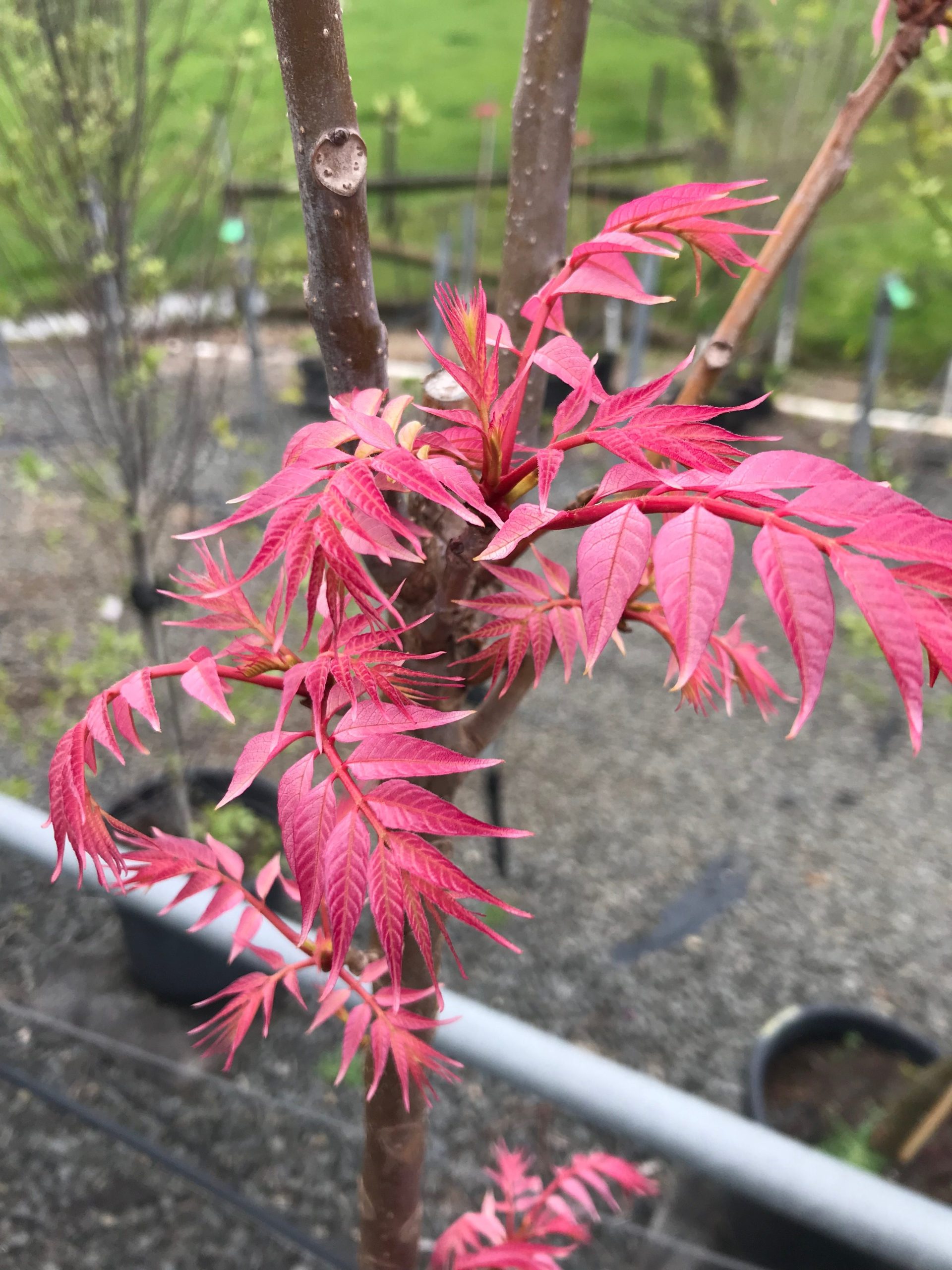 Chinese Toon Tree | Cedrella sinensis | Blerick Tree Farm