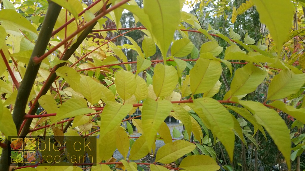 Chinese Toon Tree | Cedrella sinensis | Blerick Tree Farm
