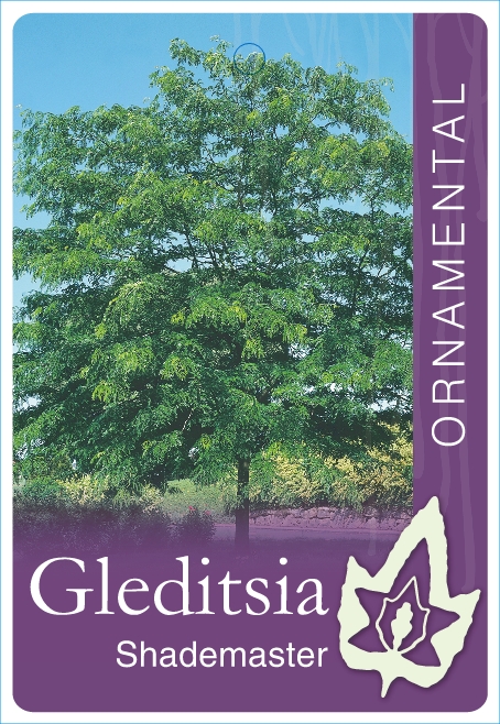 Gleditsia - Shademaster - Blerick Tree Farm