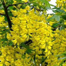 Laburnum x waterei Vossi - Golden Chain Tree - Blerick Tree Farm