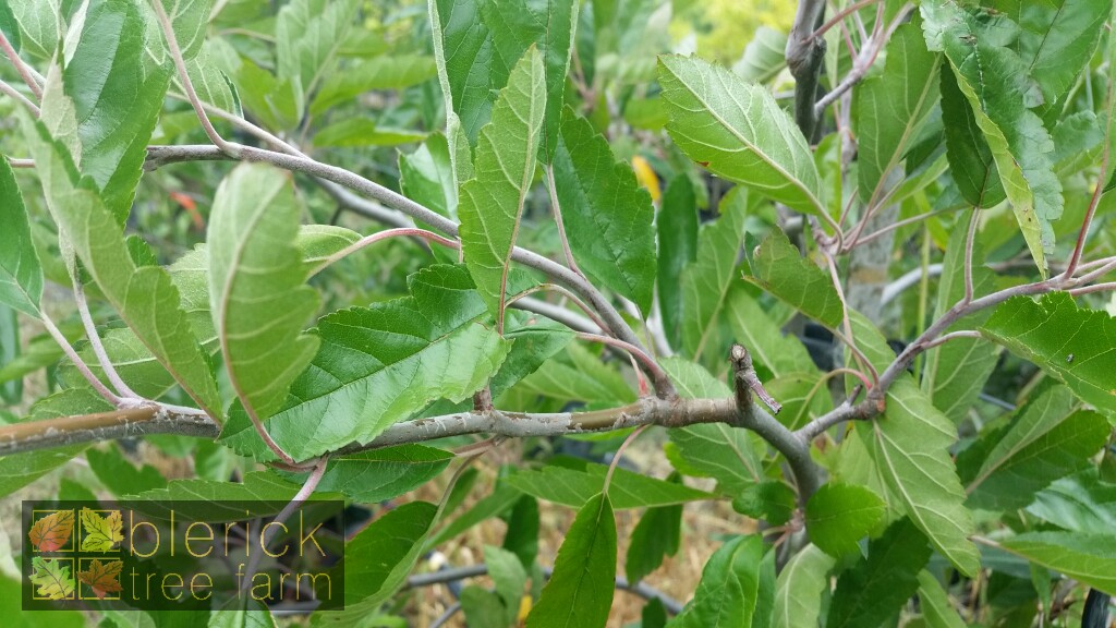 Malus ioensis 'Plena' - Flowering Crab Apple - Blerick Tree Farm