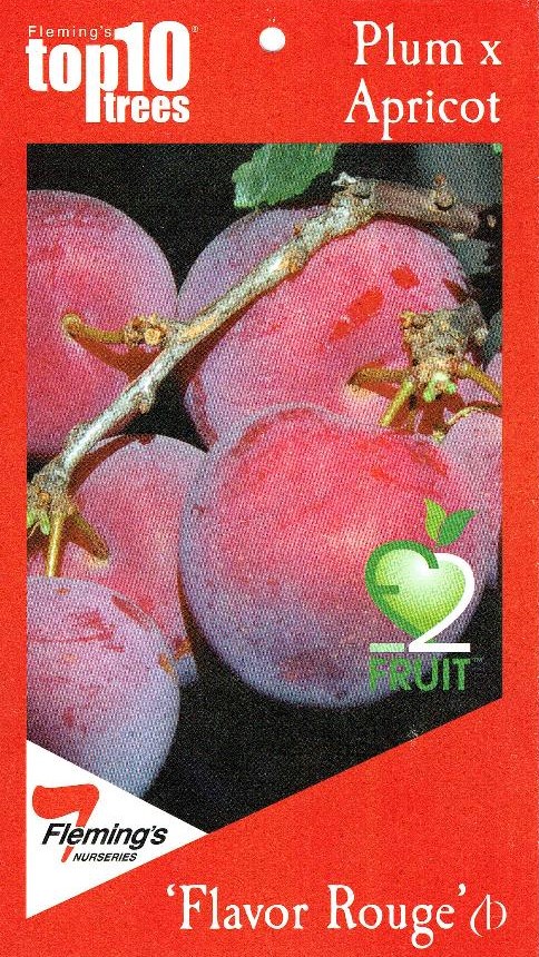 New Generation Fruit - Flavor Rouge - Blerick Tree Farm