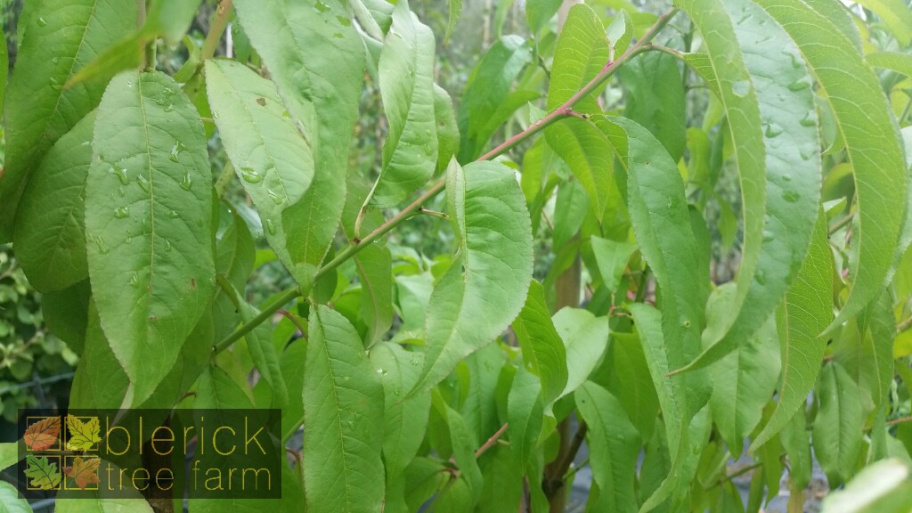 Peach – Anzac - Blerick Tree Farm