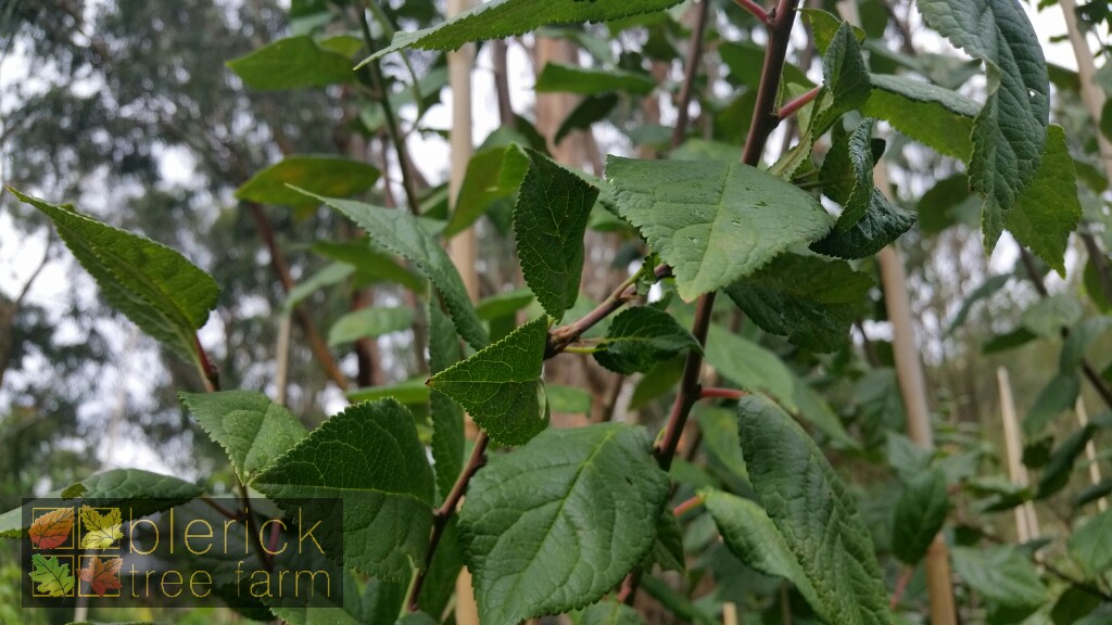 Plum – Damson - Blerick Tree Farm