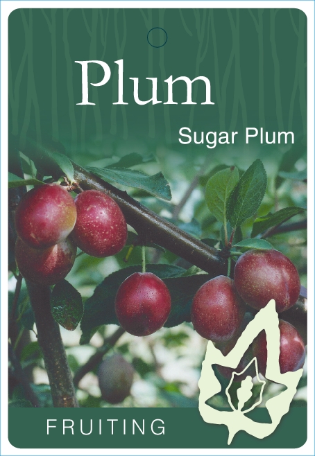 Plum – Sugar Plum - Blerick Tree Farm