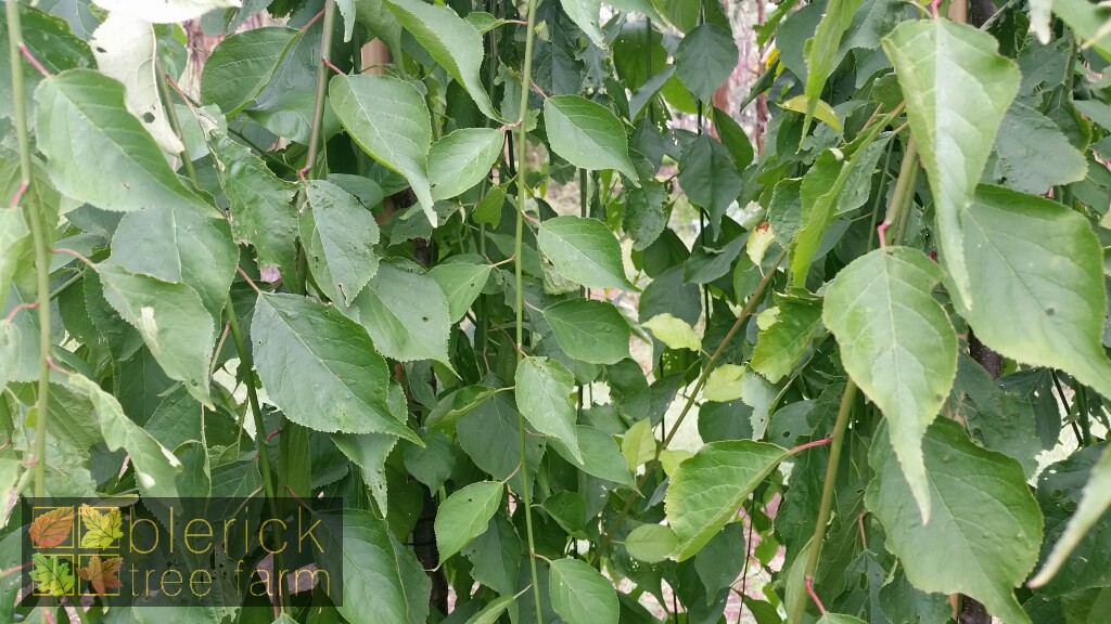 Prunus mume - Pendula - Weeping Apricot - Blerick Tree Farm