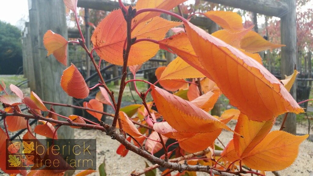 Mt Fuji flowering cherry | Prunus shirotae | Blerick Tree Farm