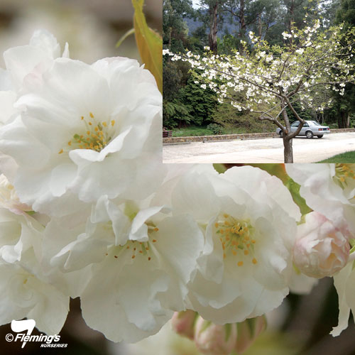 Mt Fuji flowering cherry | Prunus shirotae | Blerick Tree Farm