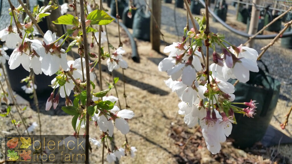 Prunus 'Snofozam' or 'Snow Fountain' or 'Falling Snow' Weeping Cherry ...