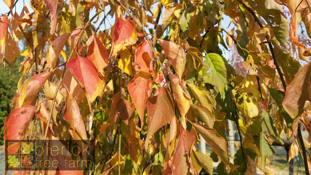 Prunus 'Snofozam' or 'Snow Fountain' or 'Falling Snow' Weeping Cherry ...
