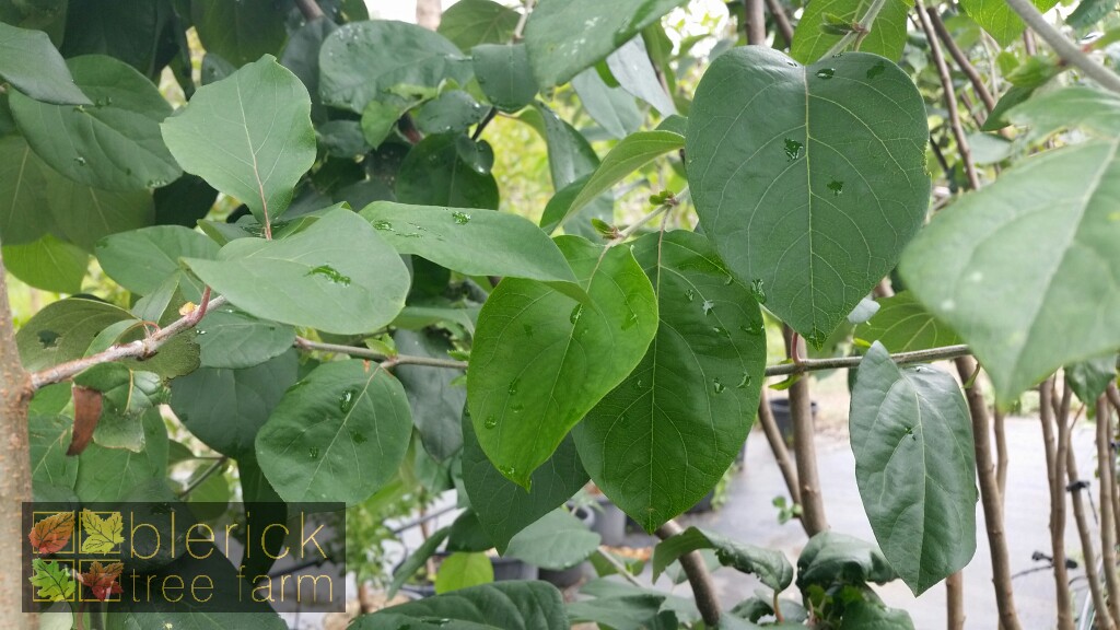 Quince – Smyrna - Blerick Tree Farm