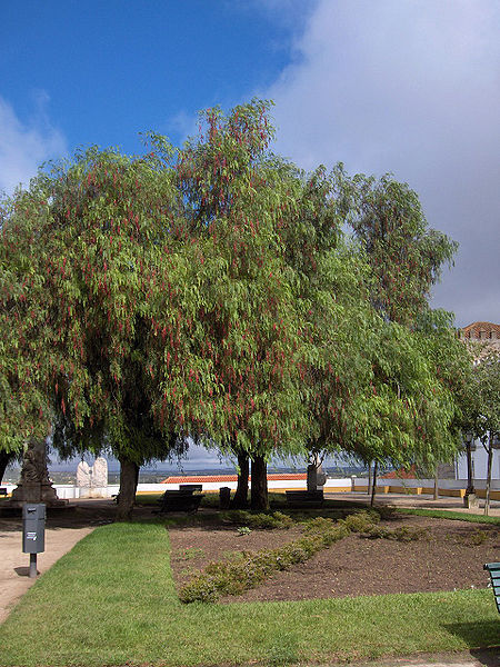 Schinus molle - Peruvian Peppercorn Tree - Blerick Tree Farm