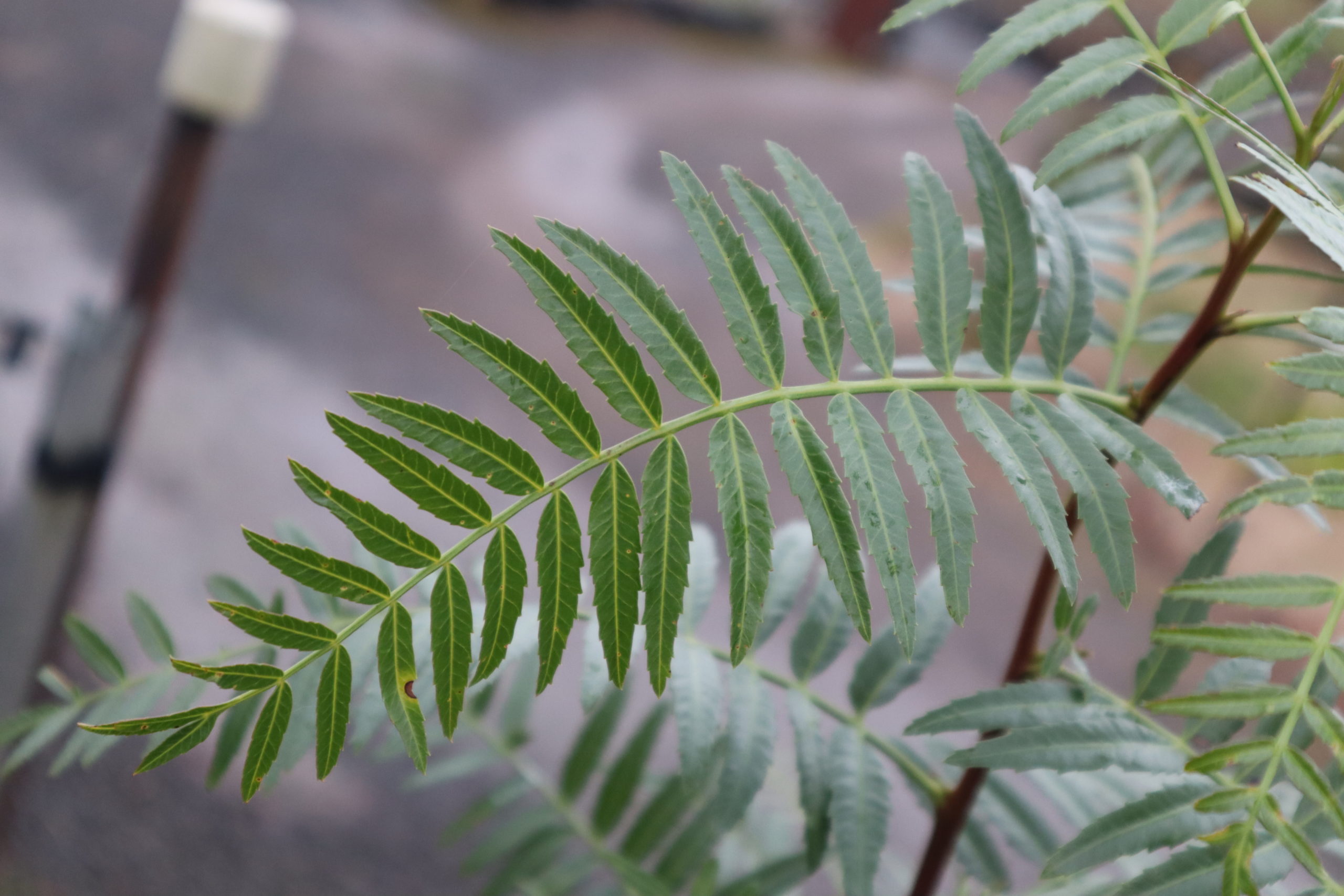 Schinus molle - Peruvian Peppercorn Tree - Blerick Tree Farm