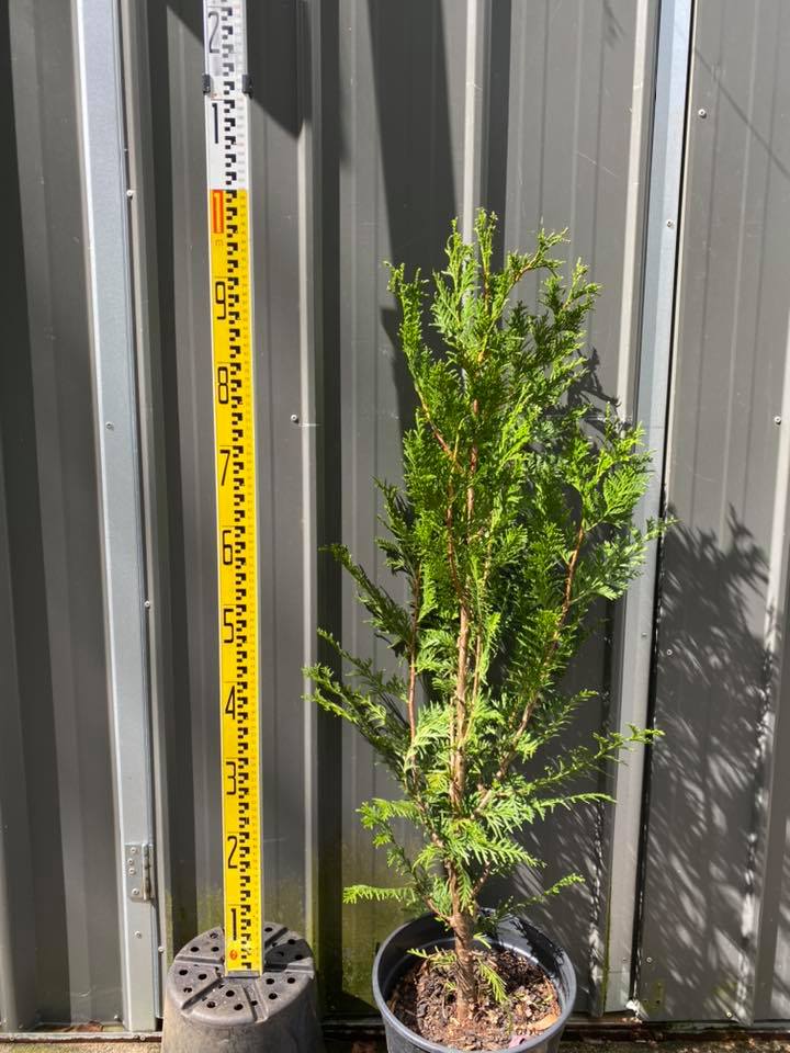 Thuja plicata fastigiata - Upright Red Cedar - Blerick Tree Farm