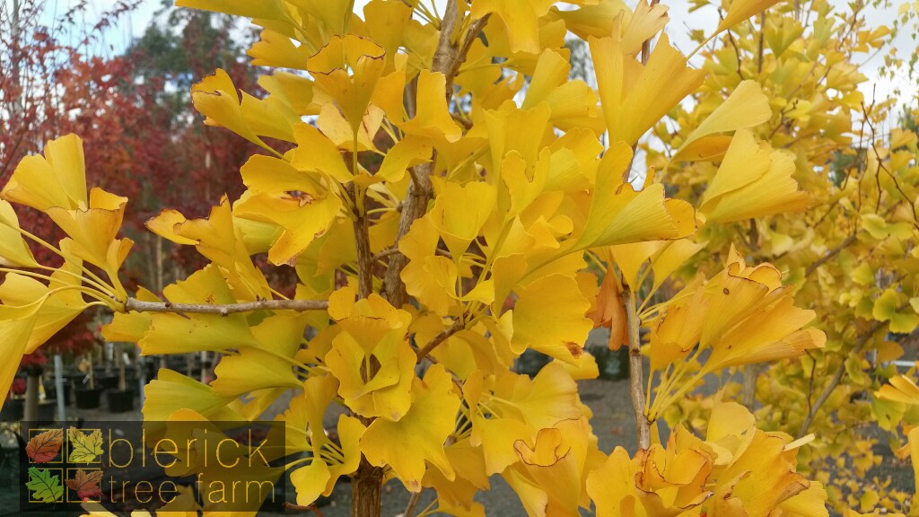 Ginkgo biloba 'Maidenhair Tree' - Blerick Tree Farm