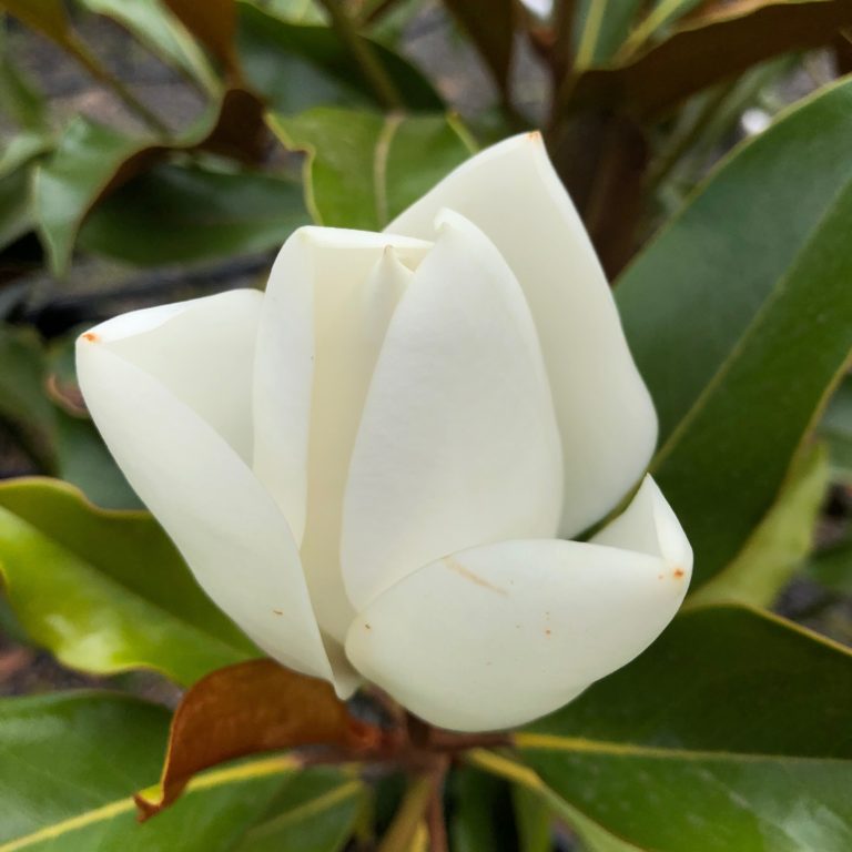 Evergreen Magnolia | Kay Parris Magnolia | Magnolia grandiflora