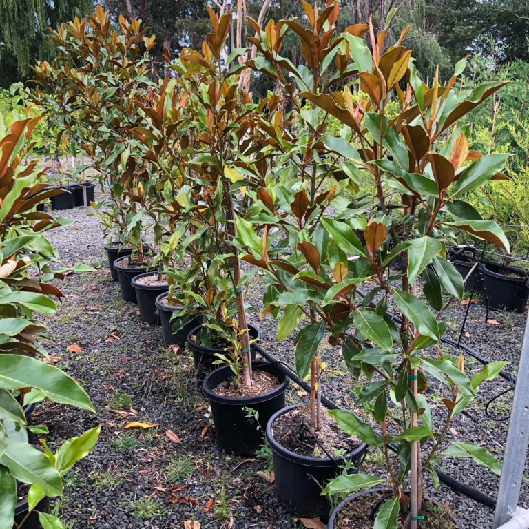 Evergreen Magnolia | Kay Parris Magnolia | Magnolia grandiflora