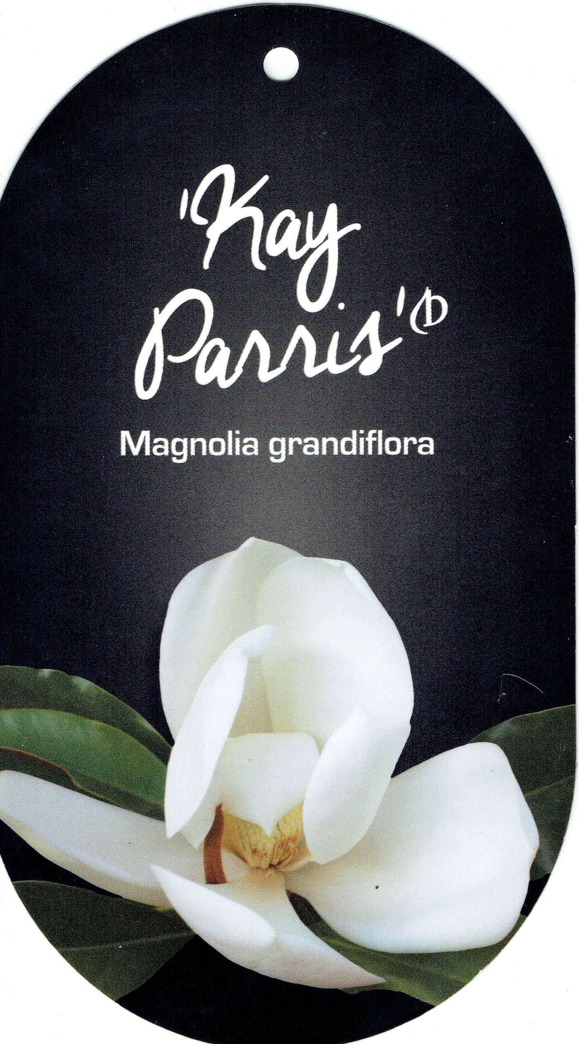 Evergreen Magnolia | Kay Parris Magnolia | Magnolia grandiflora