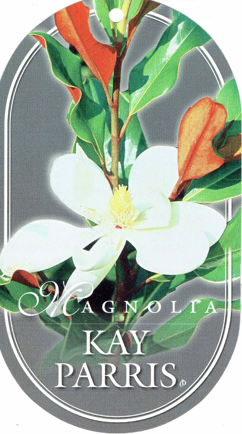 Evergreen Magnolia | Kay Parris Magnolia | Magnolia grandiflora