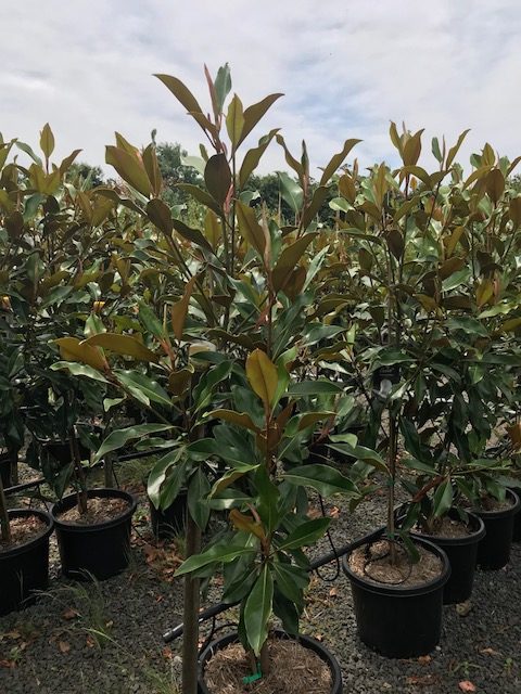 Evergreen Magnolia | Kay Parris Magnolia | Magnolia grandiflora