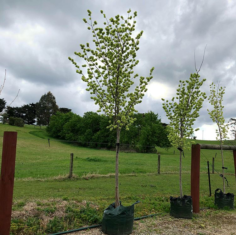 Golden Elm | Ulmus glabra lutescens | Blerick Tree Farm