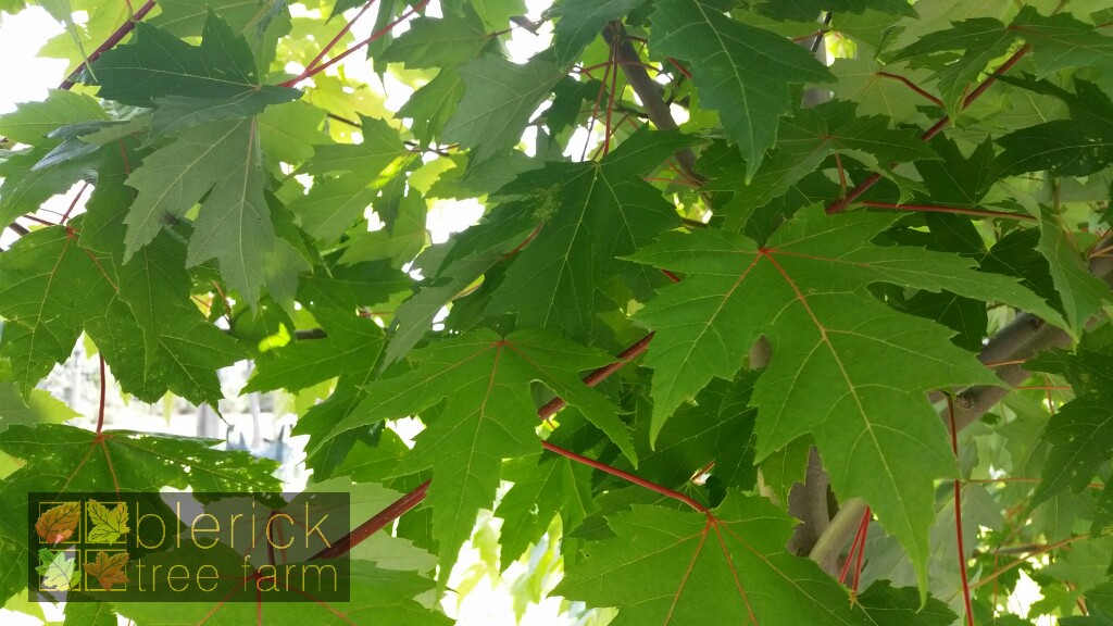 Autumn Blaze Lipstick Maples. Advanced sizes available at Blerick Tree Farm