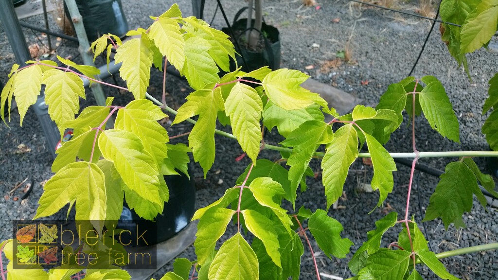 Acer negundo - Kelly's Gold - Blerick Tree Farm