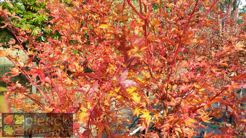 Acer palmatum Sango Kaku / Senkaki - Blerick Tree Farm