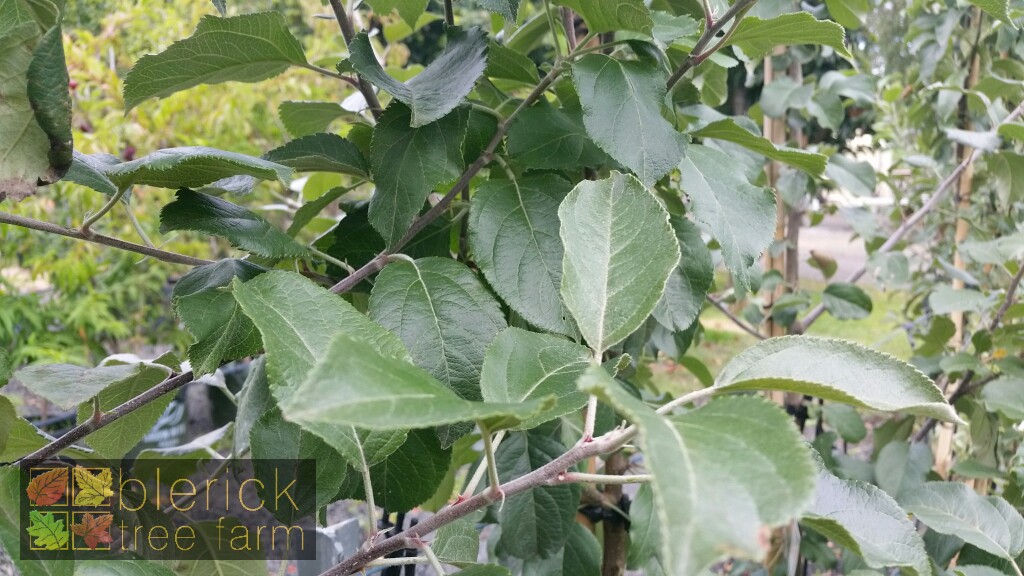 Apple - Red Fuji - Blerick Tree Farm