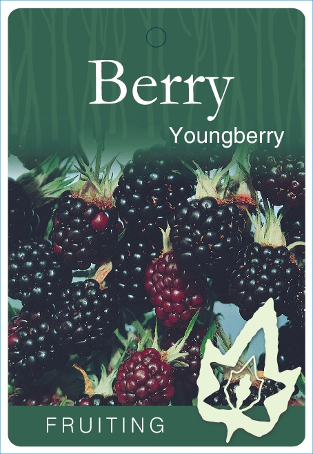 Berry – Youngberry - Blerick Tree Farm