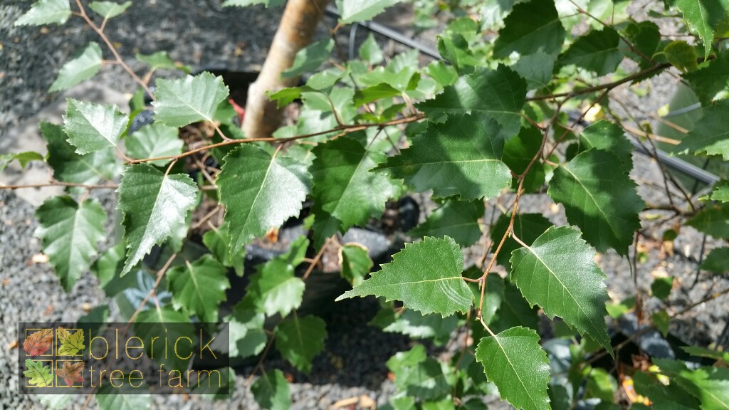 Betula pendula alba - Silver Birch - Blerick Tree Farm