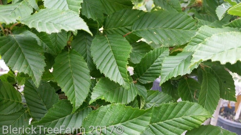 Carpinus betulus - Hornbeam - Blerick Tree Farm