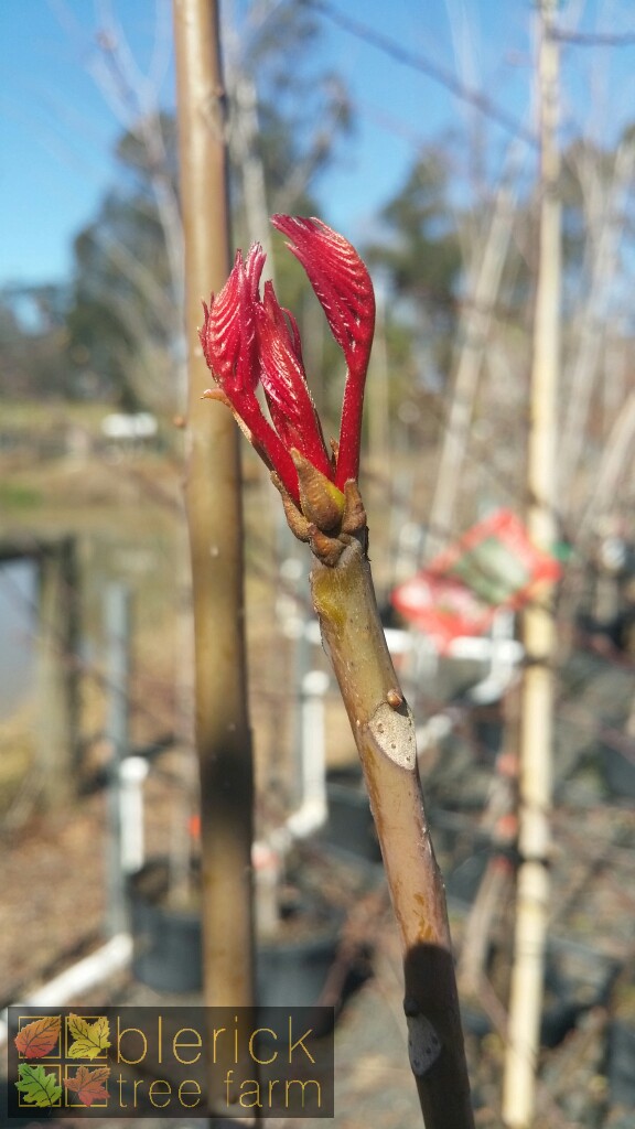 Chinese Toon Tree | Cedrella sinensis | Blerick Tree Farm