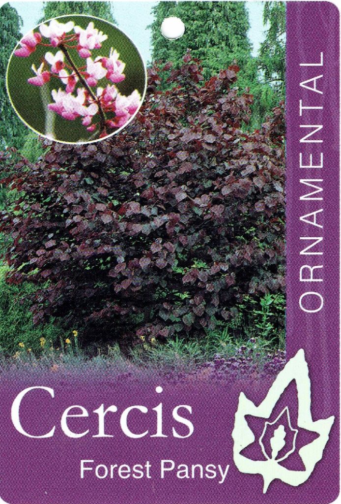 Forest Pansy Trees available from Blerick Tree Farm. Advanced sizes ...