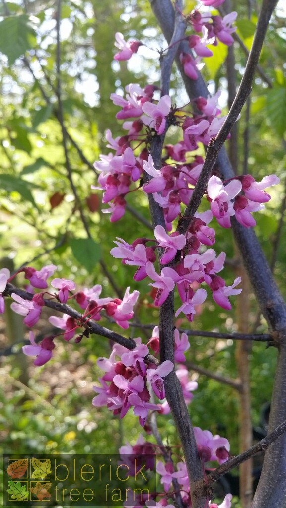 Forest Pansy Trees available from Blerick Tree Farm. Advanced sizes ...
