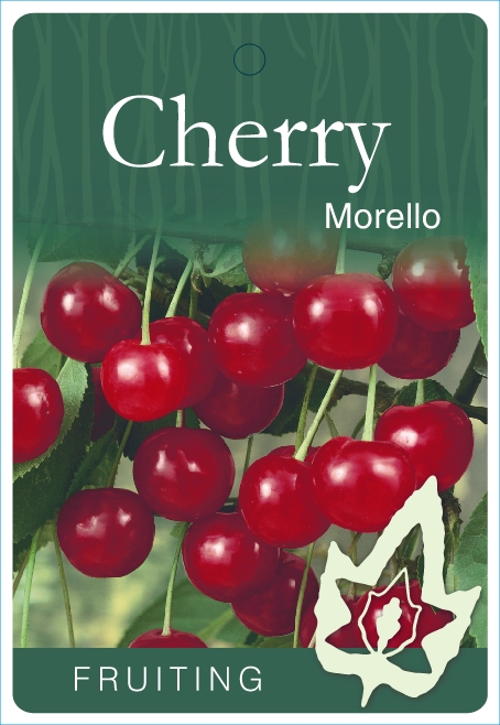Cherry – Morello - Blerick Tree Farm