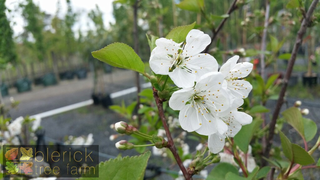Cherry – Morello - Blerick Tree Farm