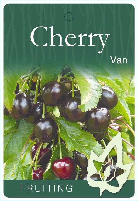 Cherry – Van - Blerick Tree Farm