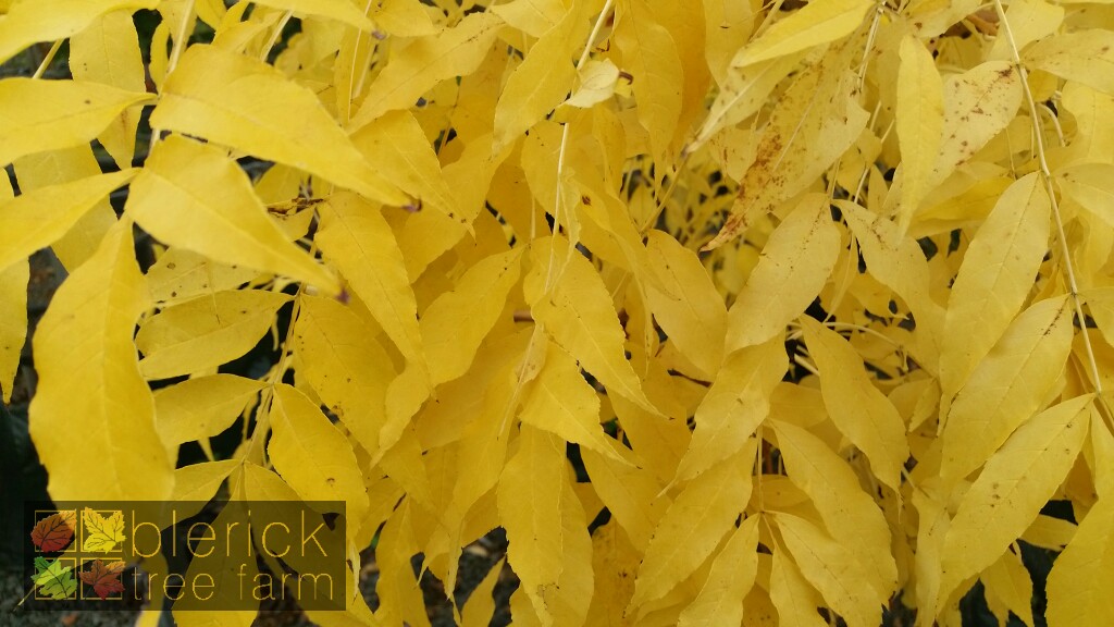 Fraxinus excelsior aurea - Golden Ash - Blerick Tree Farm