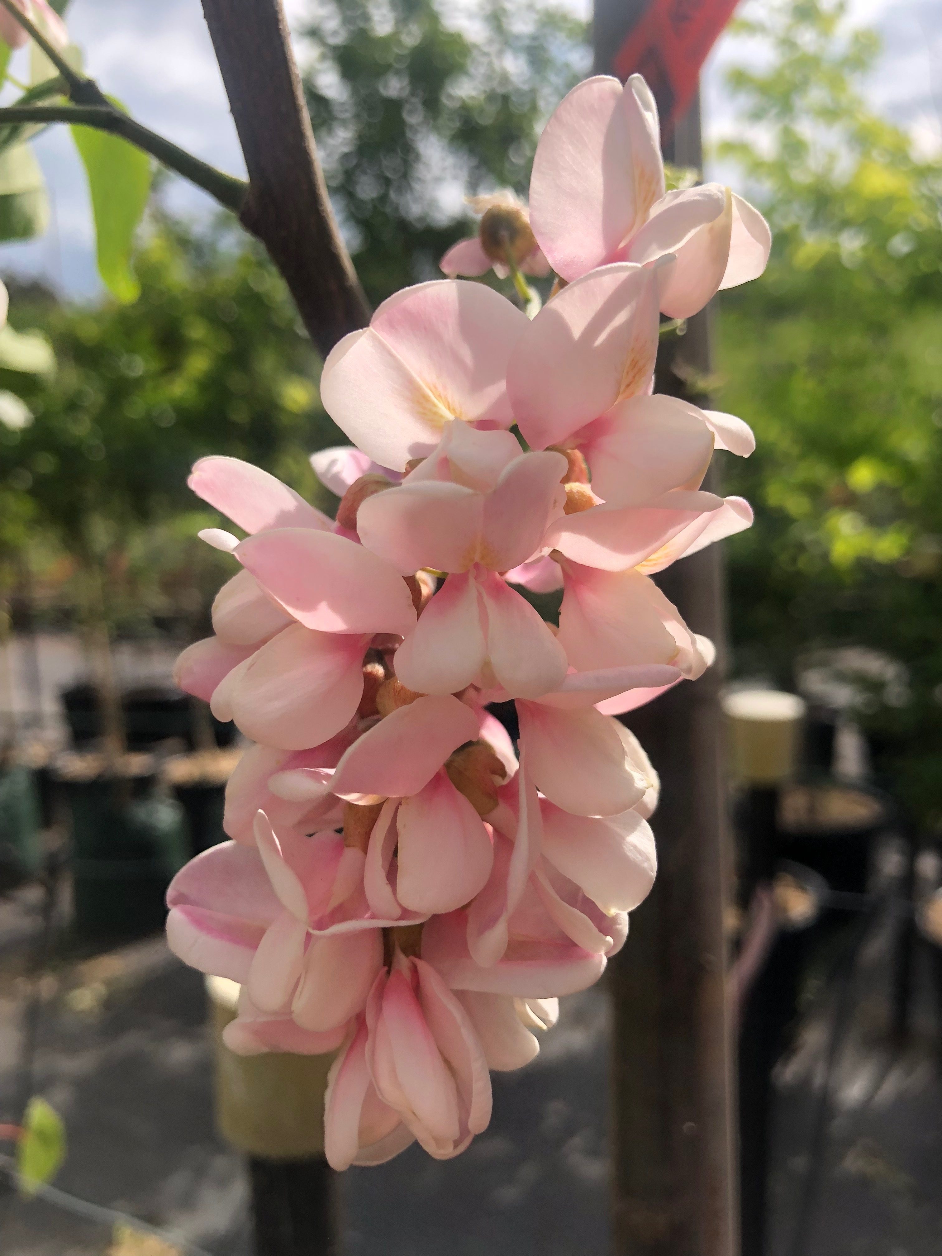 Robinia x ambigua 'Decaiseana' - Wisteria Tree - Blerick Tree Farm