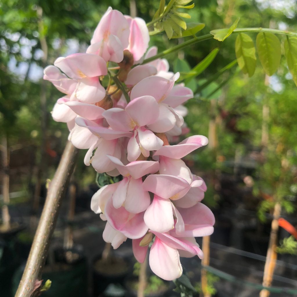 Robinia x ambigua 'Decaiseana' - Wisteria Tree - Blerick Tree Farm