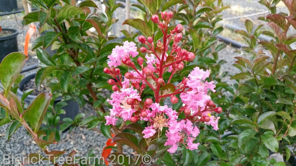 Lagerstroemia x indica - Sioux - Blerick Tree Farm