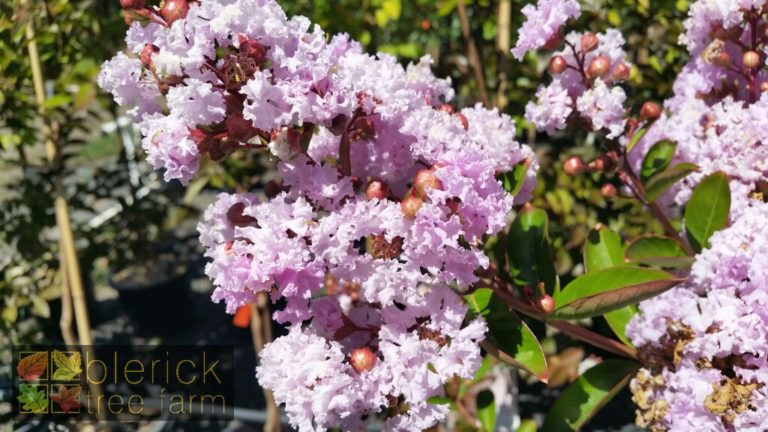 Lagerstroemia fauriei x indica - Yuma Crepe Myrtle - Blerick Tree Farm